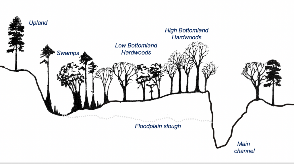 Sleuthing through Sloughs – Apalachicola Riverkeeper