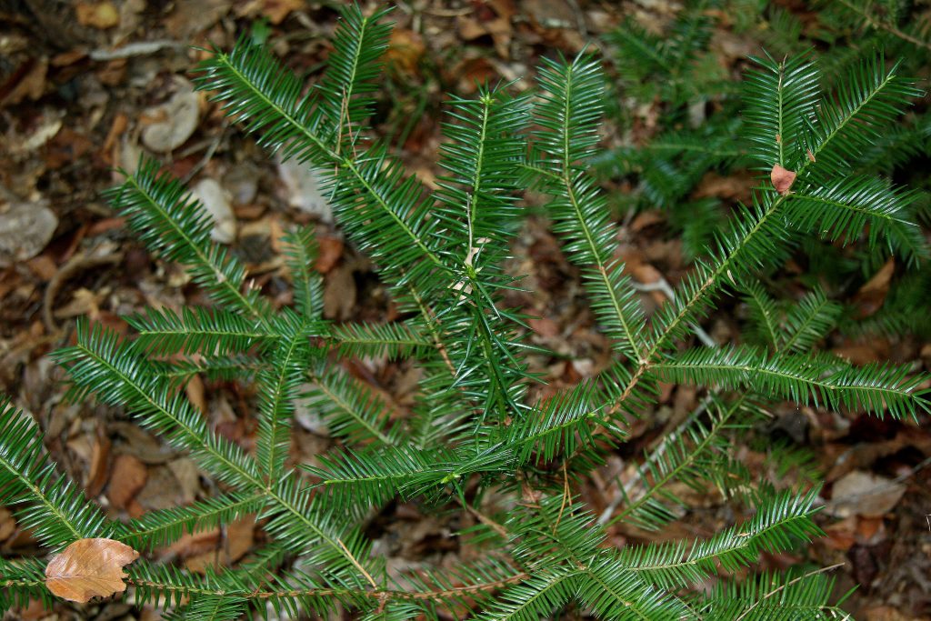 Endangered Species and the Apalachicola Basin – Apalachicola Riverkeeper